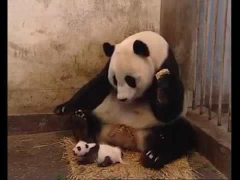 Çok yaşa minik panda😁😊