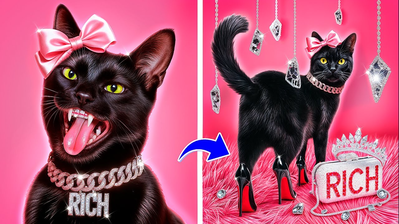 We Build a Secret Room for Pets! Rich Cat vs Poor Dog! - YouTube