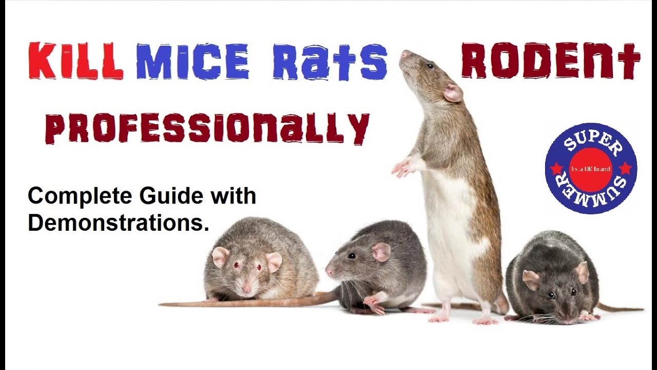 Kill rats, mice, and rodents professionally. Use of different bait and ...