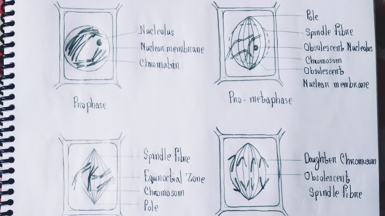 How to drow a Mitosis or equational cell Division step by step - YouTube