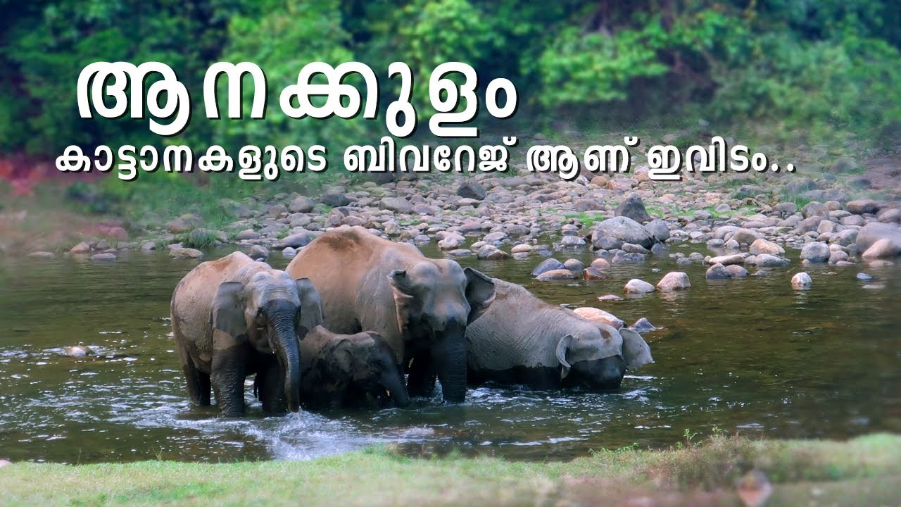 🐘 A place to see wild elephants with out any restrictions 🐘 Anakulam ...