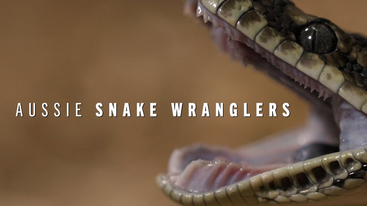 This Snake is Infected... with LOVE | Aussie Snake Wranglers | EarthX ...