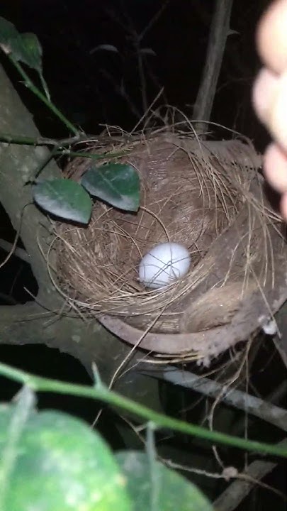How beautiful are bird eggs? #birds #birdwatching #babybird #nature #eggs #ebirders #birdsounds ...