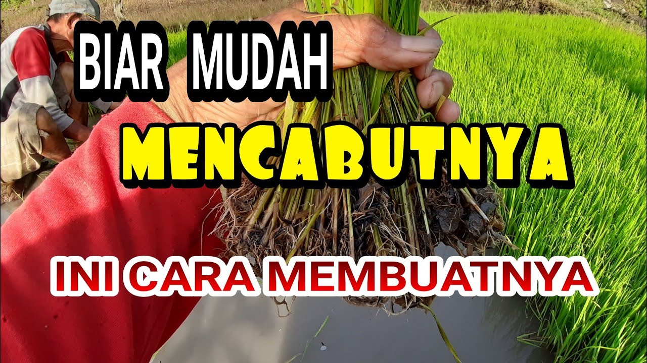 cara membuat persemaian padi agar mudah dicabut dan akarnya banyak ...