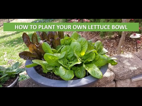How to create a Lettuce Bowl - YouTube