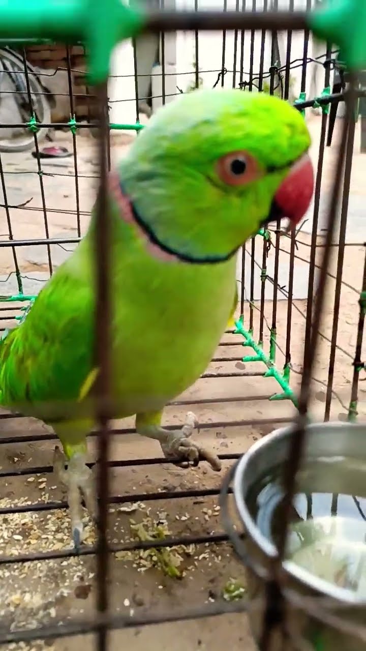 thinking parrot mitthu 🦜😍🦜 #parrot #birds #cute #parrottalking #shots ...