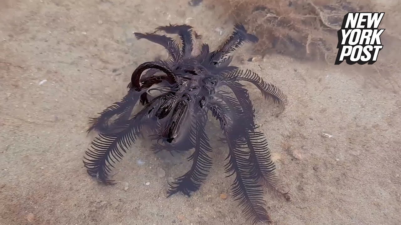 This "Alien-Like" Creature Will Creep You Out | New York Post - YouTube