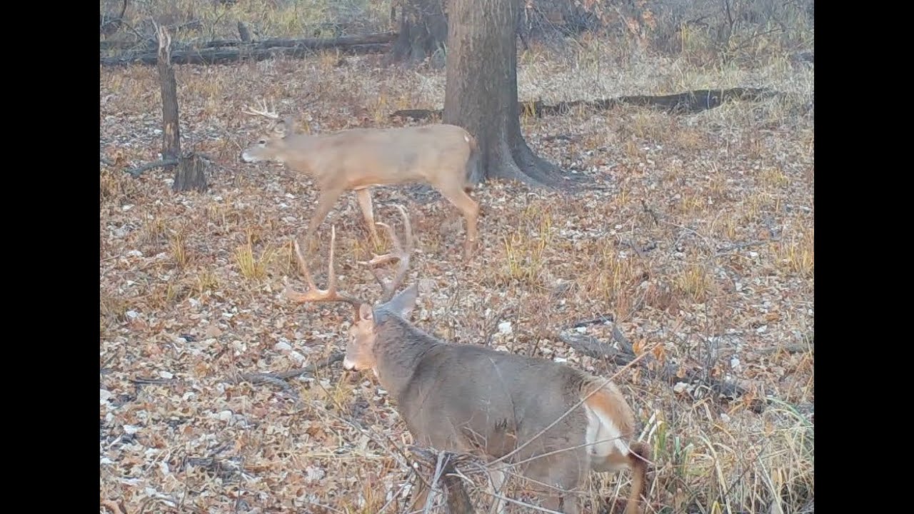 THE ARENA,TICKLE SCRAPE, RUT ACTIVITY DUCKS ,SOUTH CHAINSAW, BROWNING ...