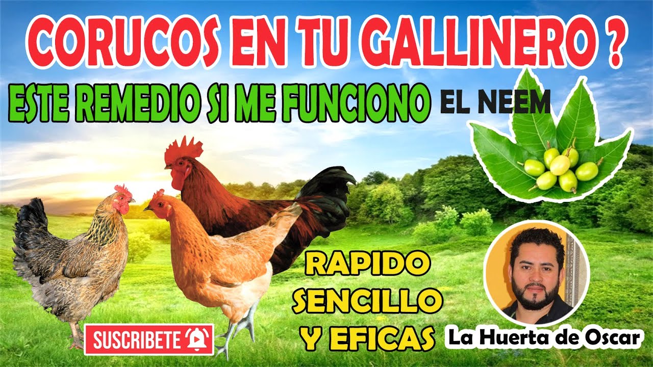 CORUCOS EN TU GALLINERO - YouTube