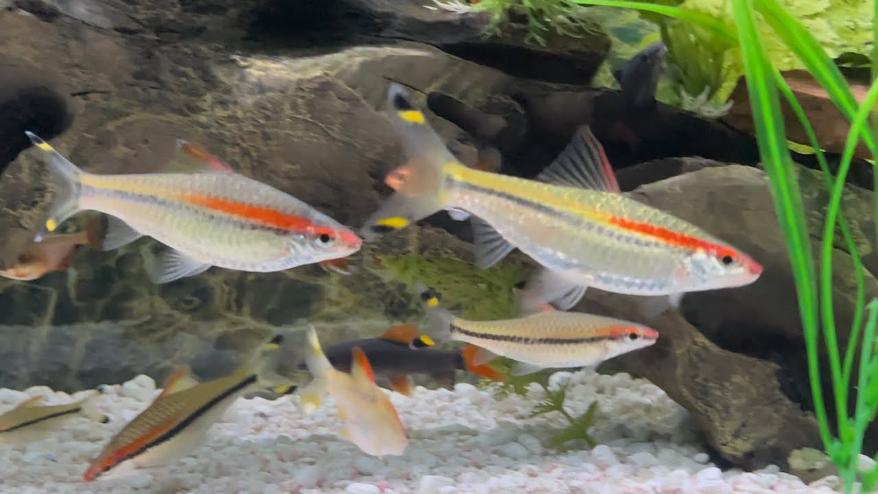 Large Roseline Sharks Squaring Up - YouTube