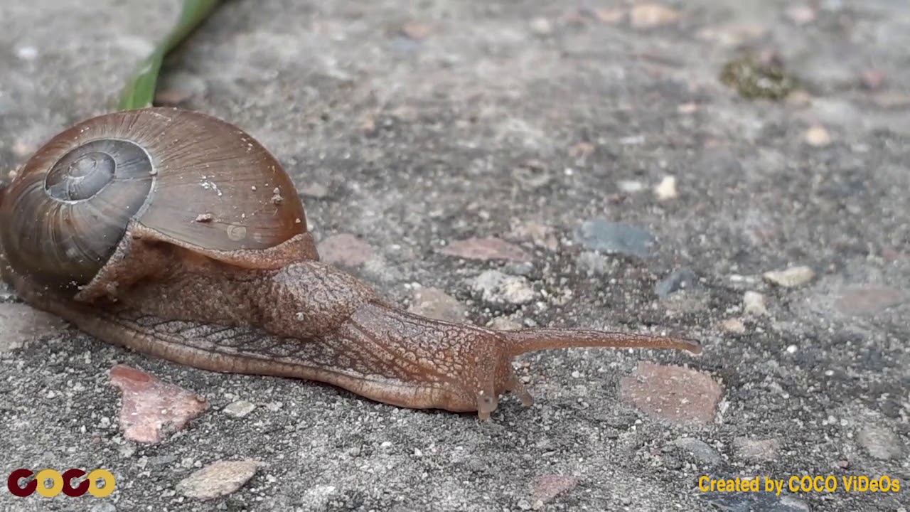 Snail / Created by COCO ViDeOs.. - YouTube
