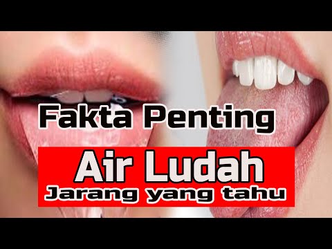 Fakta Penting Seputar Air Ludah