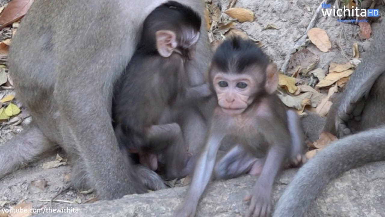 Animal monkey video - All cute babies monkey walking and playing very ...