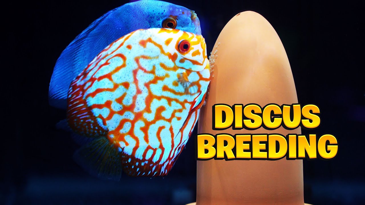Discus Fish Breeding Full Scene - YouTube