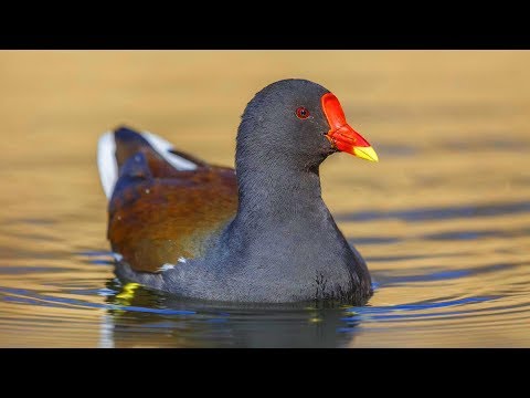 Moorhen Bird Real Hunt Sound Call - YouTube