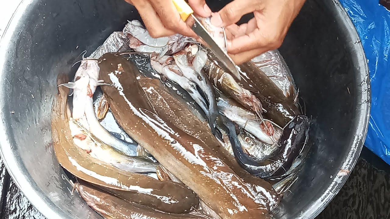 cari ikan dan bermalam di hutan - YouTube