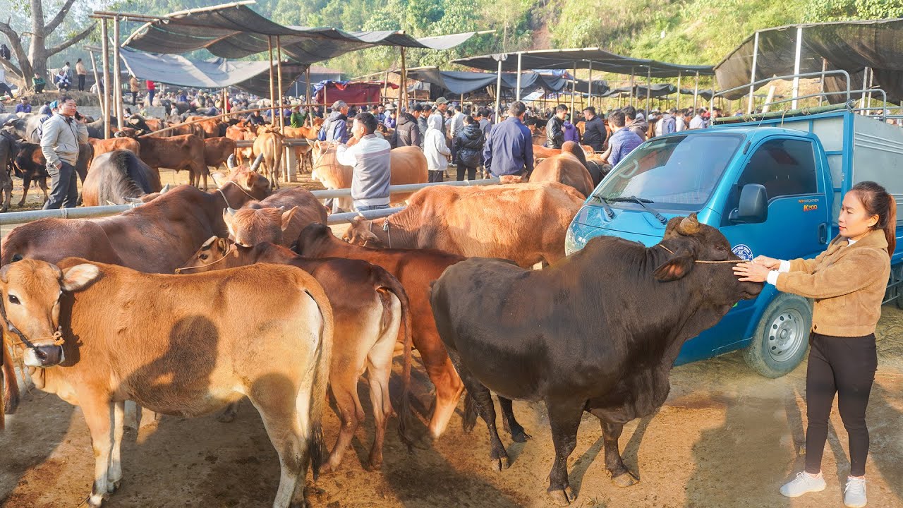 Use Truck Buy Many Cow and Transport Them To The Cattle Market to Sell ...