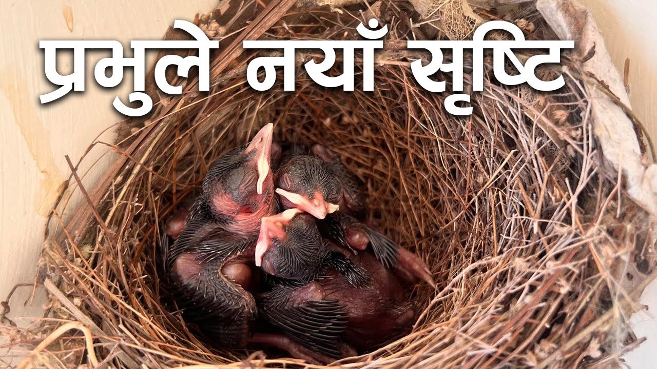 GOD's New creation on the world | New baby birds is in this earth ...