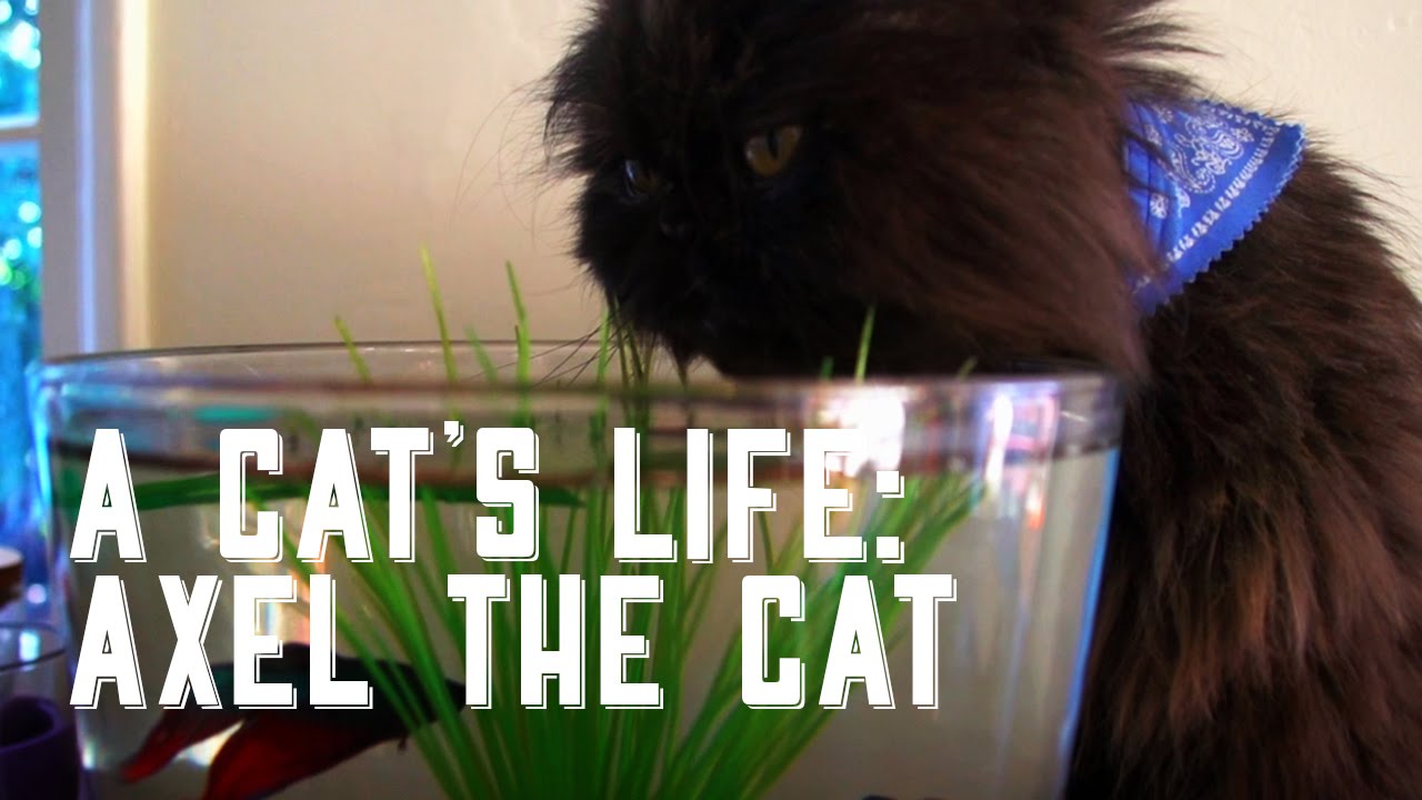 A Day with Axel the Cat - A Film by Friskies - YouTube