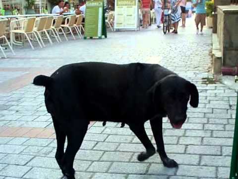 Stray Black Lab In Greece - YouTube