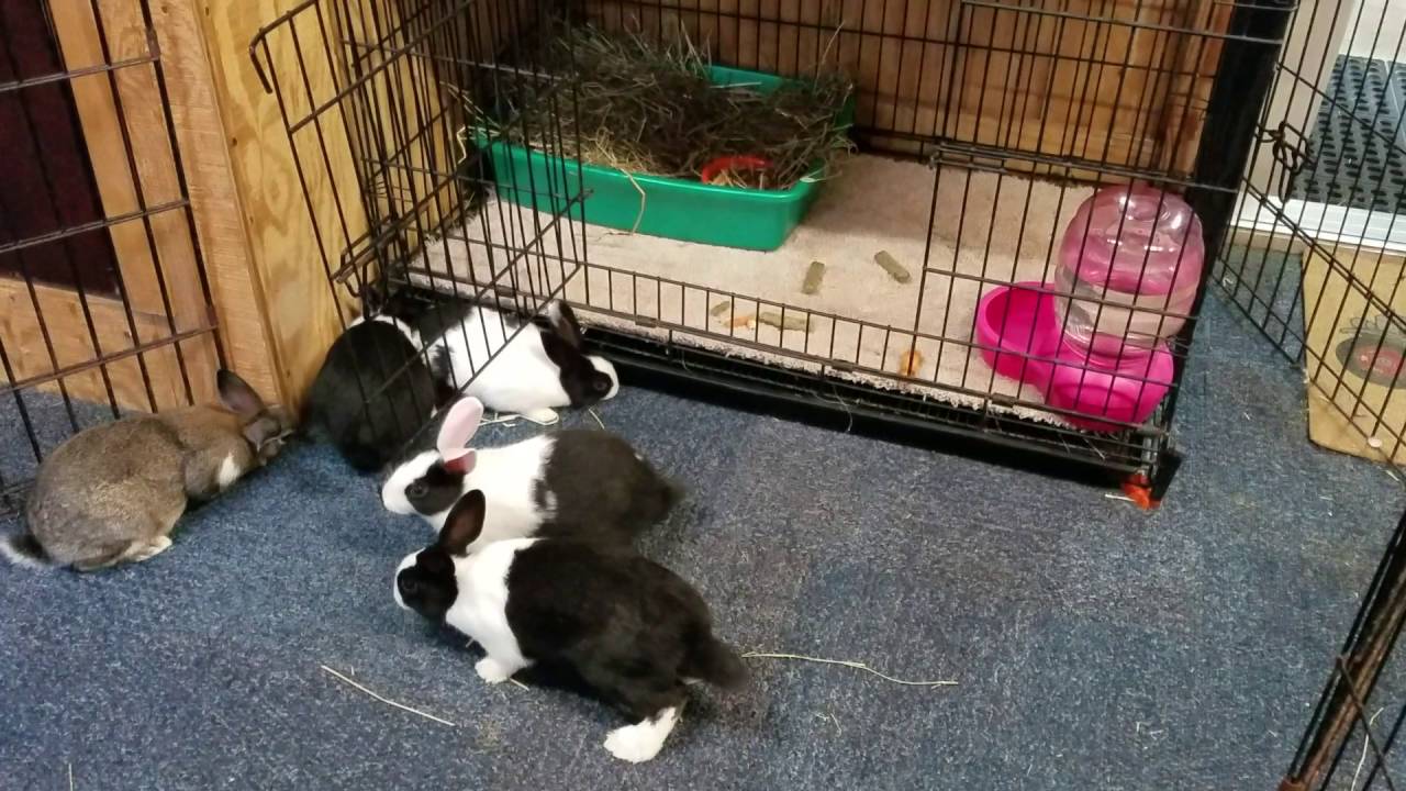 Gainesville Rabbit Rescue babies - YouTube