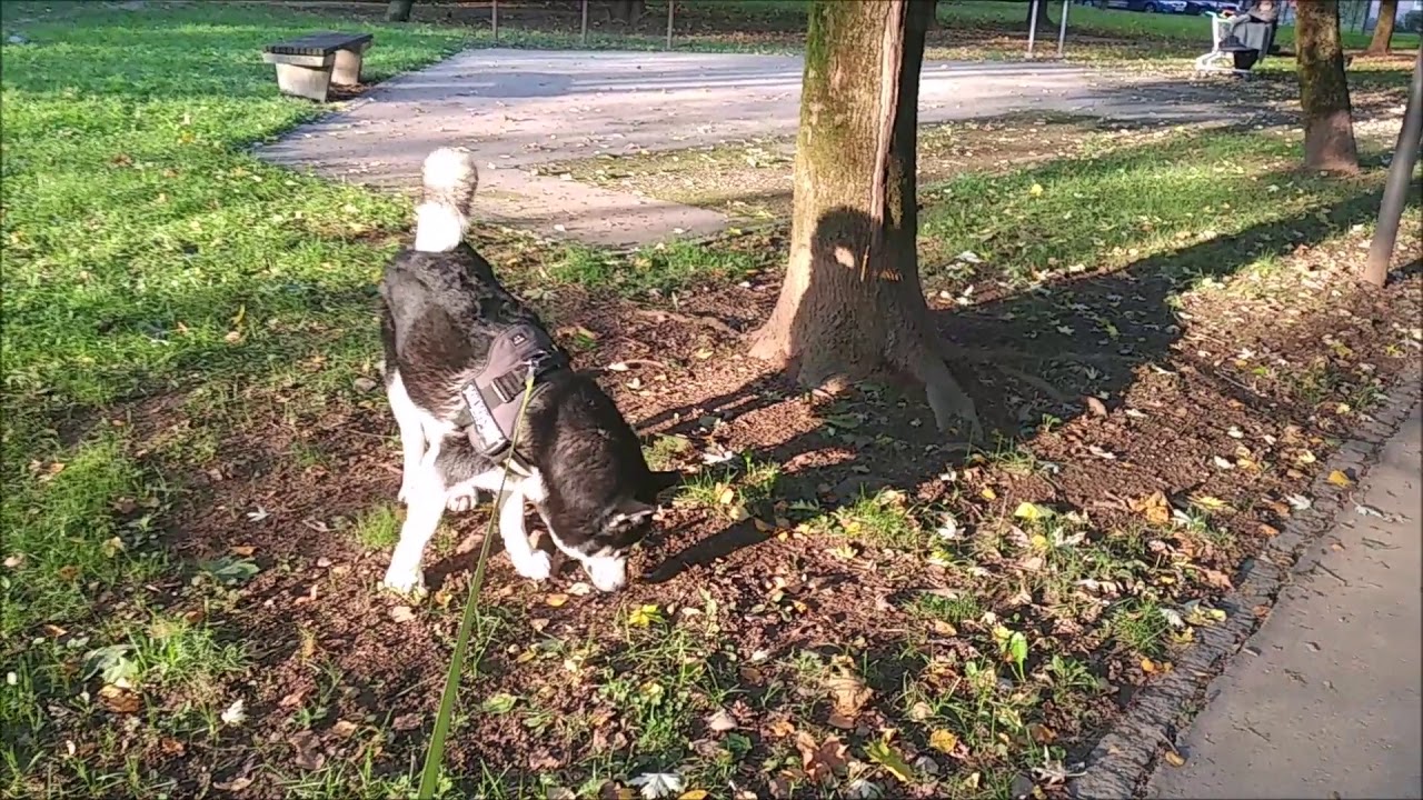 A fall walk with Alaskan Malamute (2/3): meeting some more dogs - YouTube