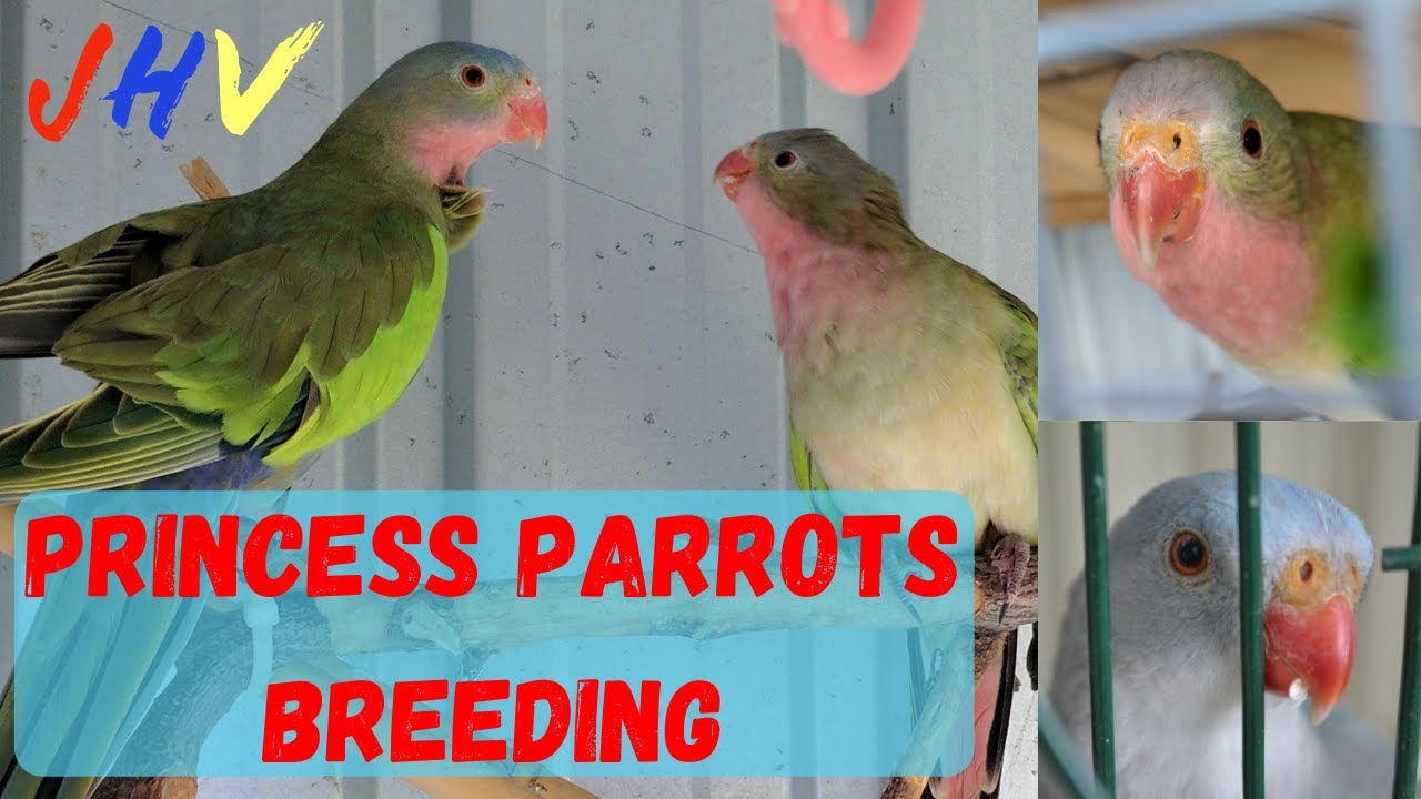 Princess Parrots Breeding #breedingparrots #princessparrots - YouTube