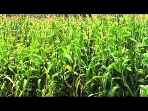 Agroquímicos Dragón - YouTube