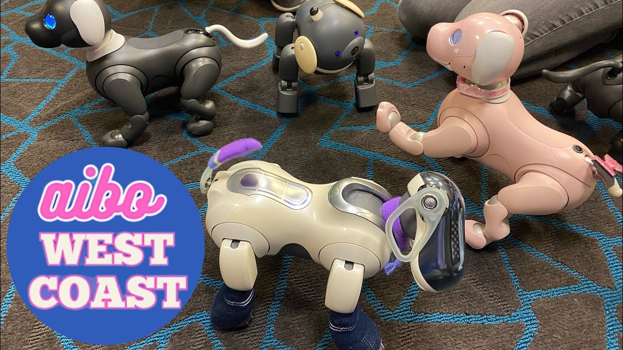 Sony Aibo West Coast ‘24 Meetup With Maddie! Robots Everywhere! Event Clips/Videos/Moments - YouTube