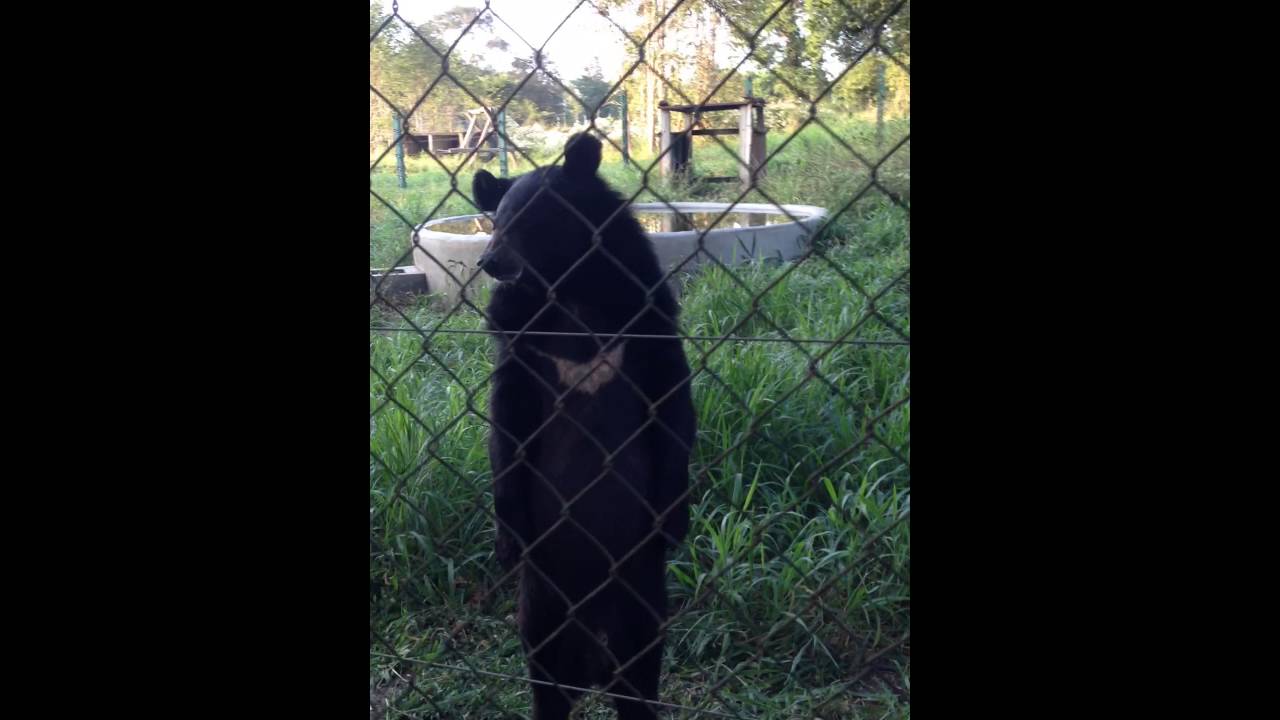 Bear walking upright 2 - YouTube