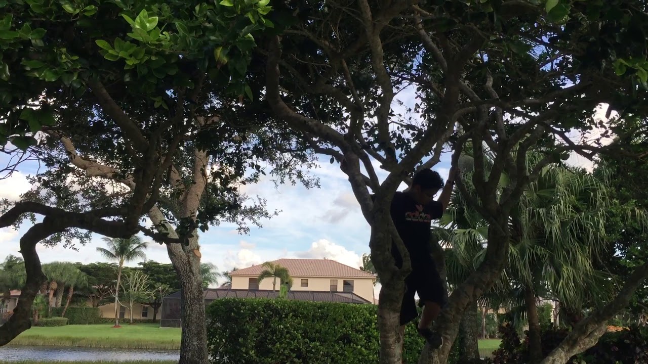 Zain the Monkey - YouTube