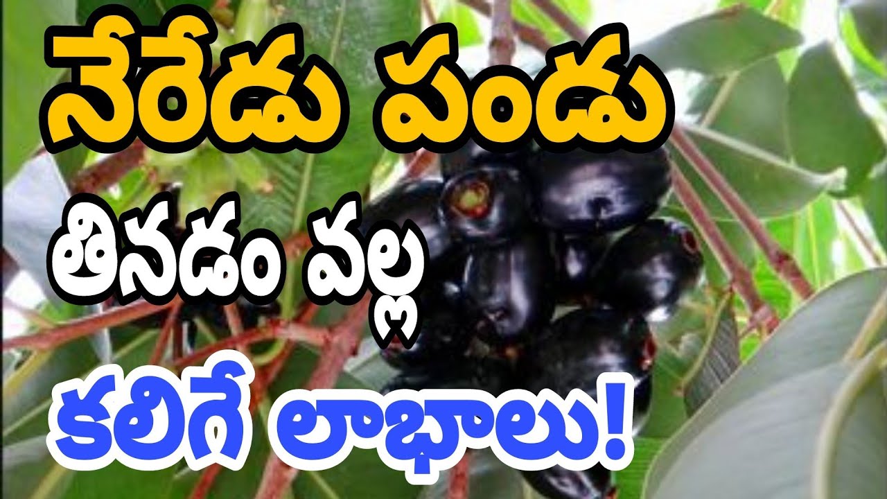 నేరేడు పండు వల్ల అధ్భుత ప్రయోజనాలు | How to Benefits with Neredu Pandu ...
