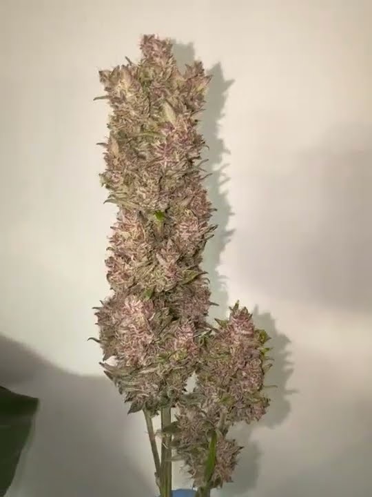 Lemon Cherry Cookies Auto™🍋🍒 Fast Buds | Indica by valiotoro - YouTube