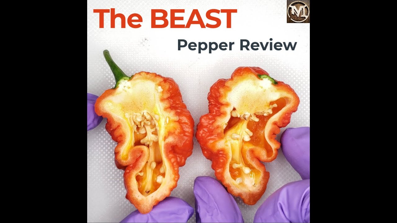 [The Beast] Superhot Pepper Review - YouTube
