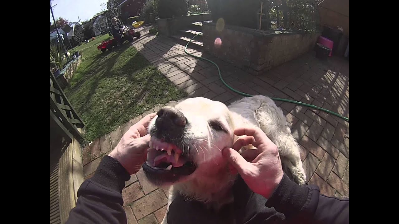 Barneys tickle spot - YouTube