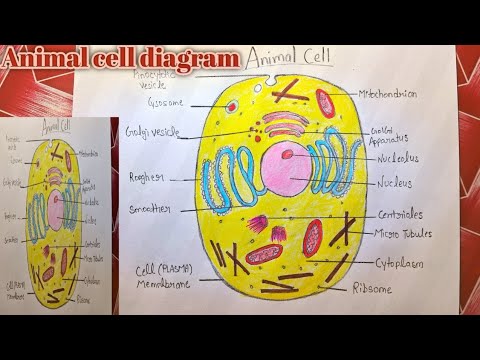 How to draw ||Animal cell diagram very easy way |एनिमल सेल बहोत ही ...