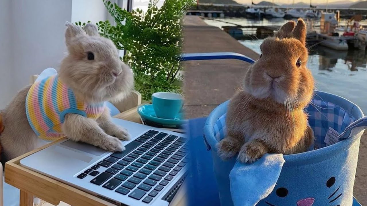 Funny And Cute Baby Bunny Rabbit Videos - Funny Baby Bunny Rabbit ...