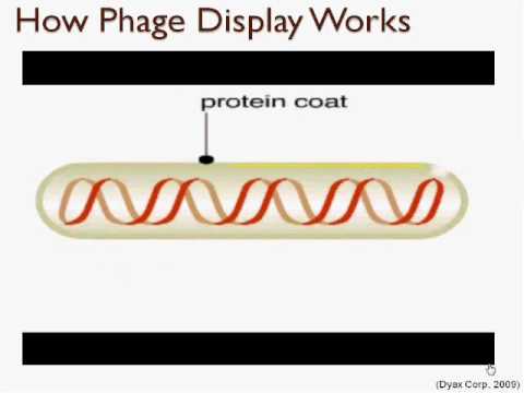 Phage display method - YouTube