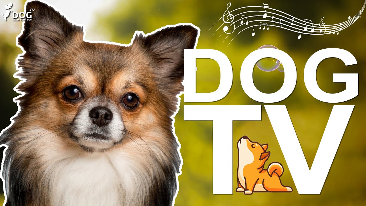 How to Relax My Dog TV with Calming Music! Deeply Peaceful Music for ...