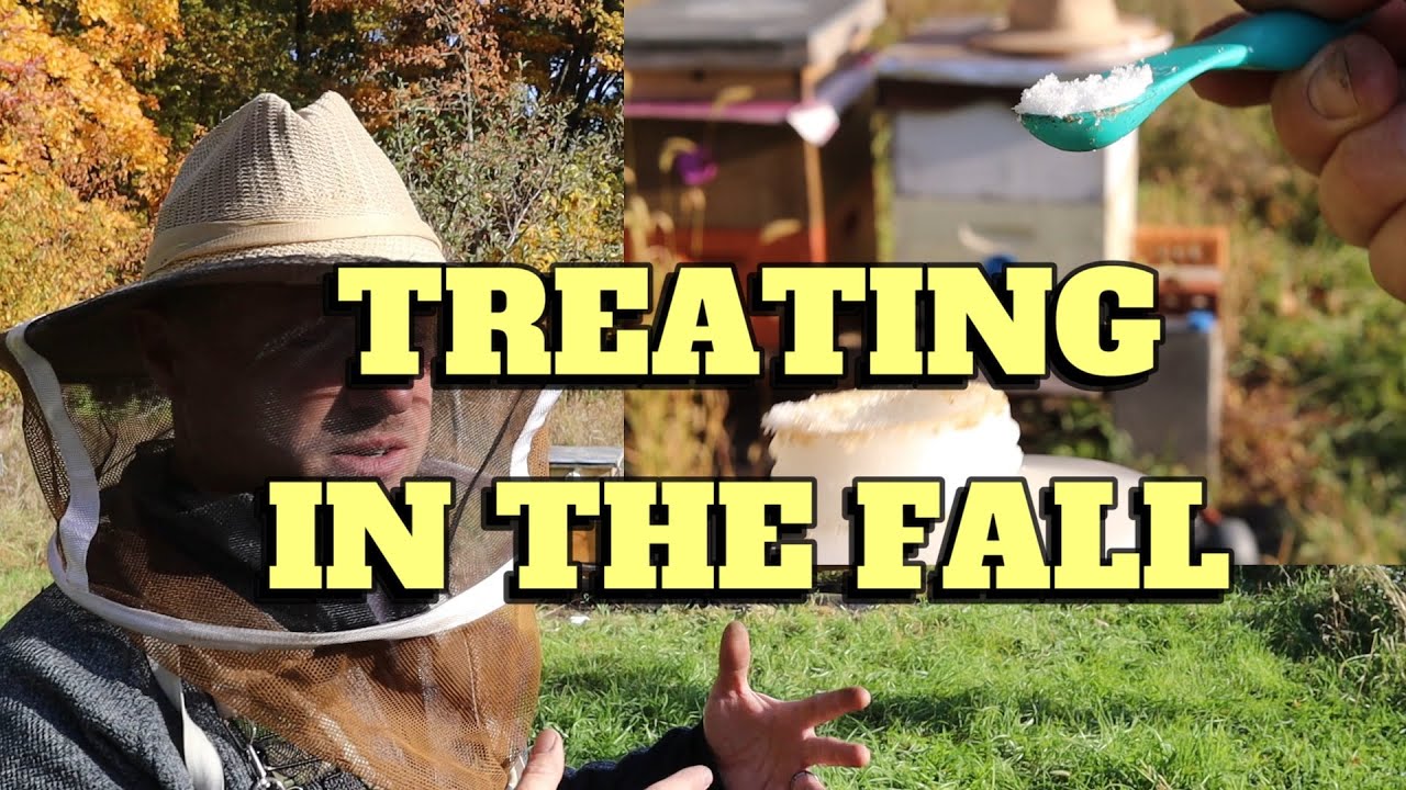 TREATING BEES IN THE FALL - YouTube