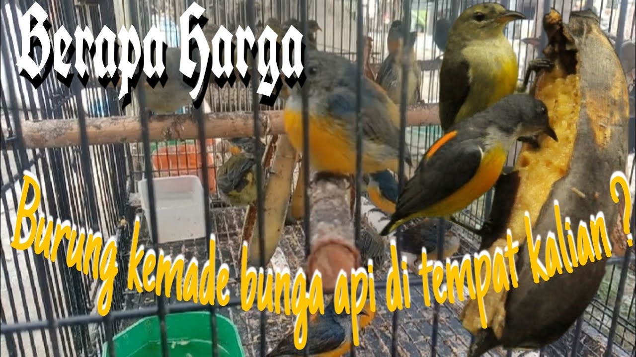 burung kemade,Burung cabai bunga api - YouTube
