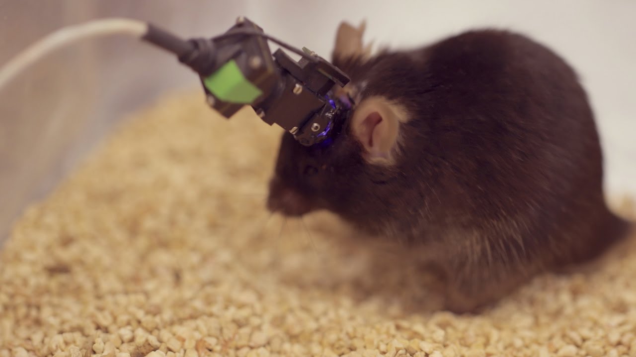 This Tiny Microscope Can Read Your Mind, in Real-Time - YouTube