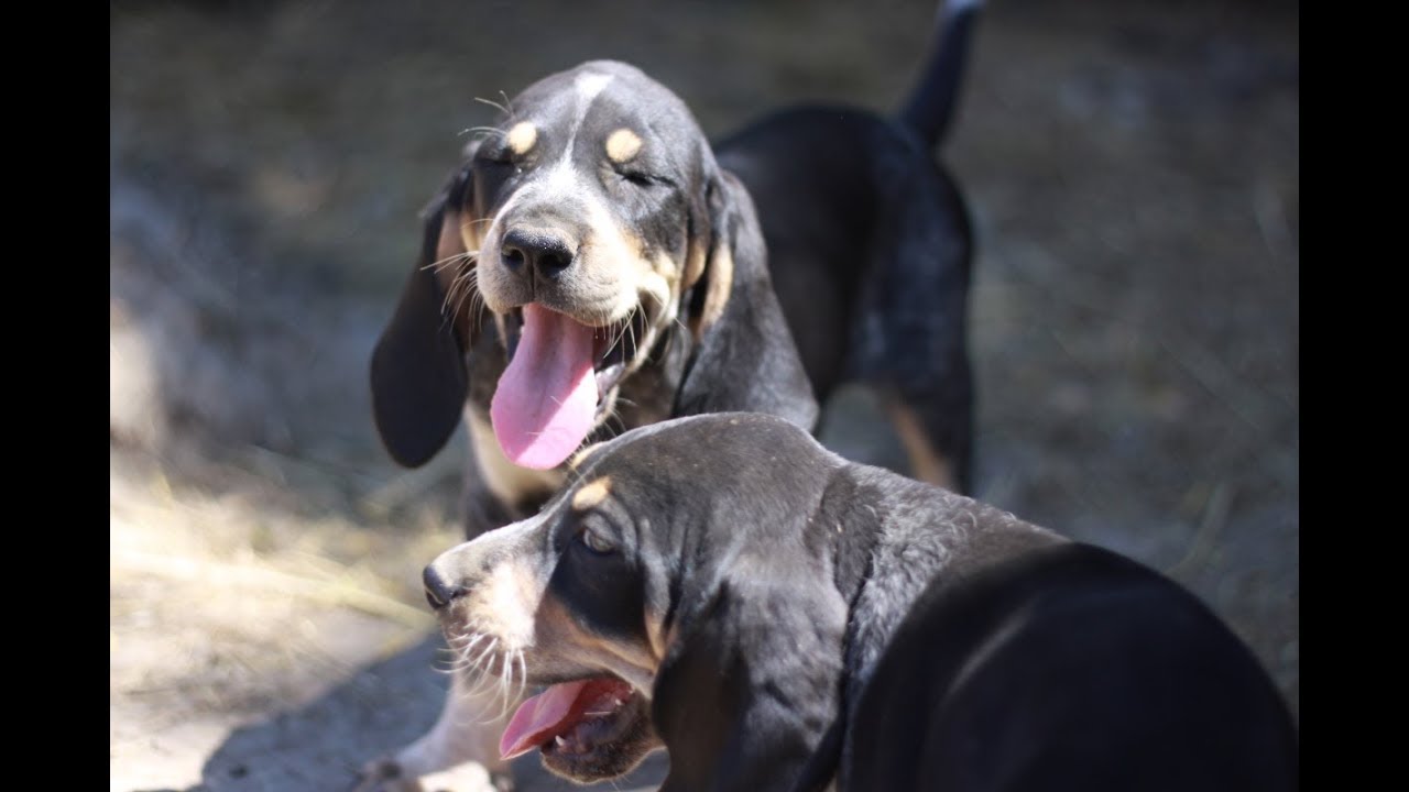 Almost 8 week BLUETICK COONHOUND PUPPIES - YouTube