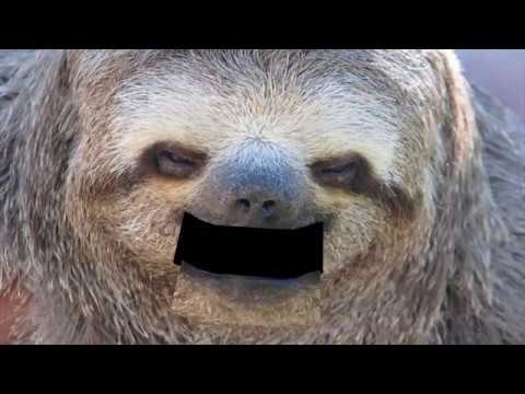 HEAVY METAL SLOTH! - YouTube