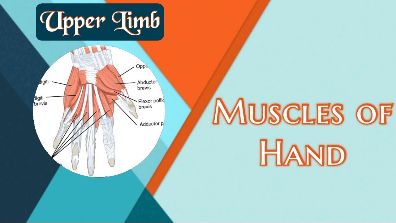 08 || Upper Limb || Muscles of hand & Introduction of Nerves - YouTube