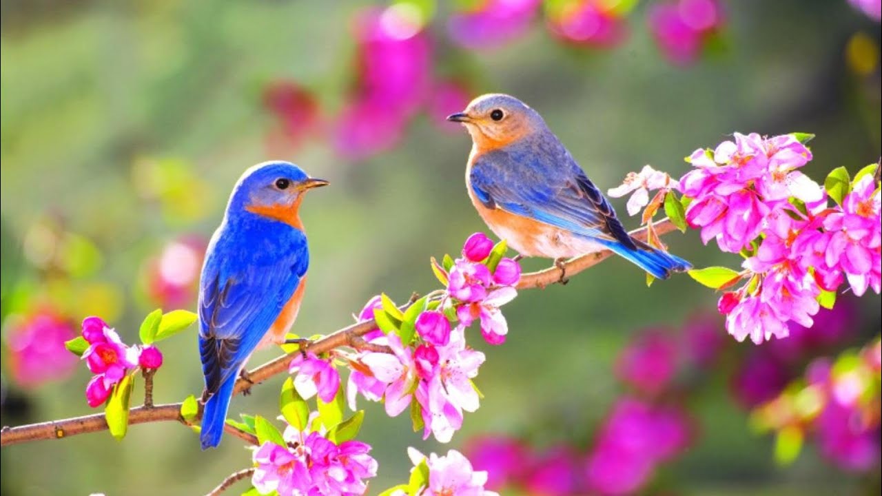 Bird singing and dancing by the river | bird singing sound effect ...