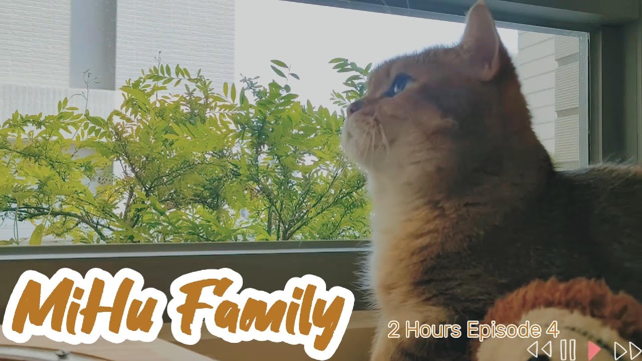 [Cats Diary] 2 hours ver. "Episode 4" ｜Daily Records, Chill music ...