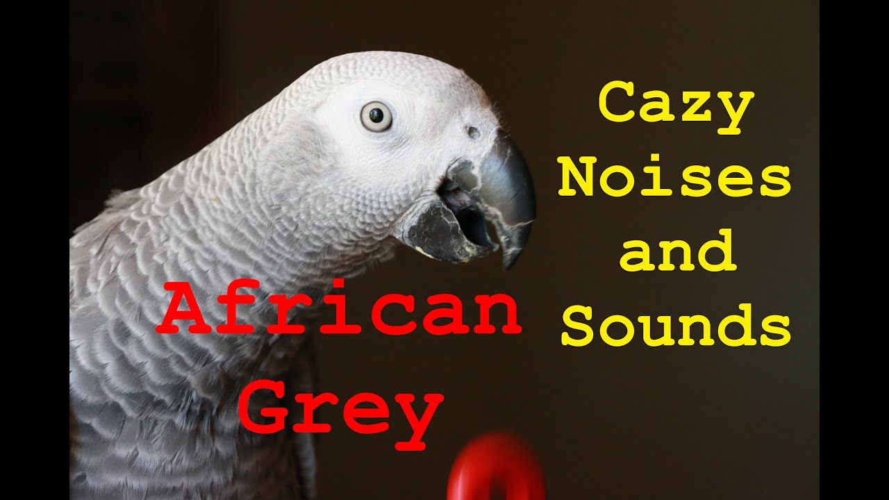 African Grey Parrot - Roodys Crazy Sounds! - YouTube