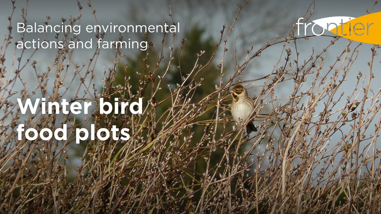 Winter bird food plots | Balancing environmental actions and farming ...