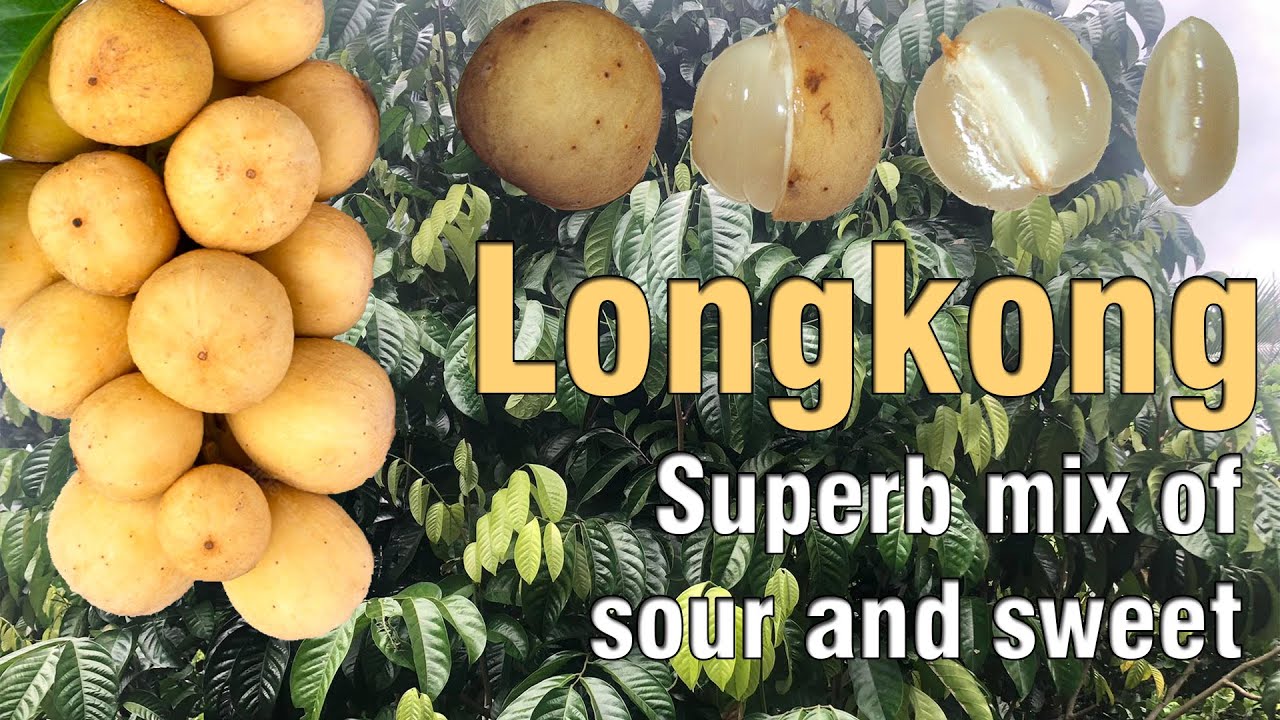 Longkong (Quick Introduction) - YouTube